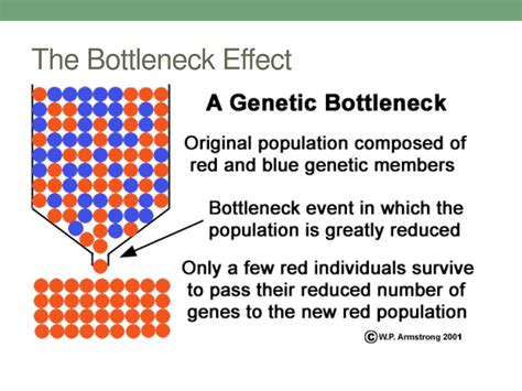 What Is The Bottleneck Effect Expii