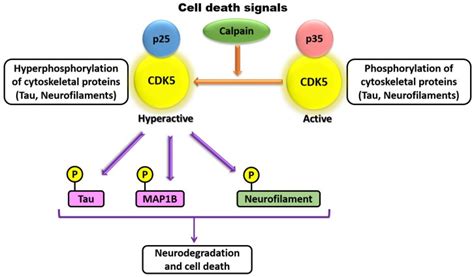 Cdk5 Key Regulator Of Apoptosis And Cell Survival Pmc