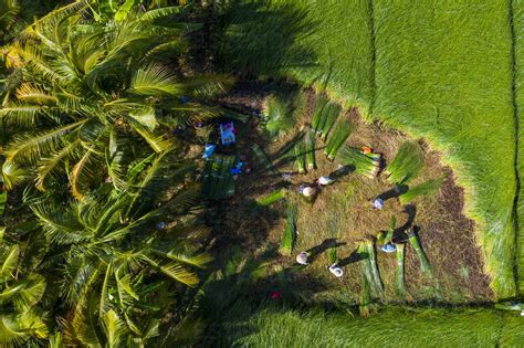 The Farmers Who Grow And Harvest Sedge In Vung Liem Vinh Long Vietnam Indochina Southeast