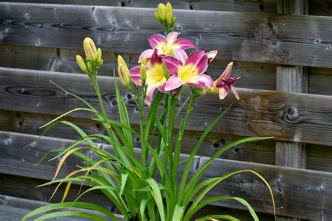 Лилейники посадка и уход в открытом грунте