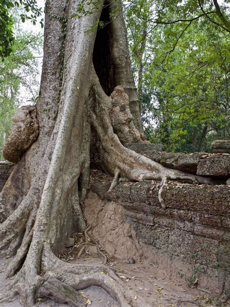 Huge Trees With A Powerful Root System Stock Image Image Of Tropics Flora 159286529