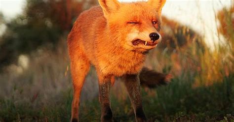 Mrw I Find Lint On My Armpits After Putting On A New Shirt Imgur