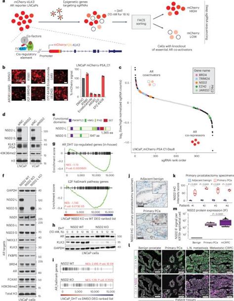 Brijesh Kumar Verma Phd On Linkedin Nsd2 Is A Requisite Subunit Of