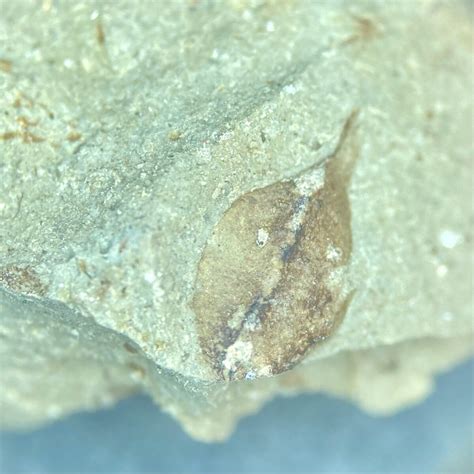 Seed Cretaceous The Fossil Forum