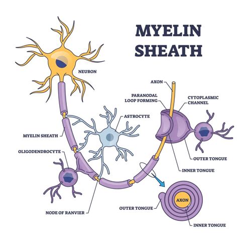 Myelin Sheath Biology Simple