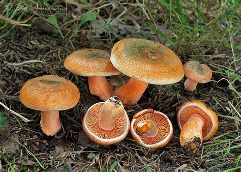 Nahuby.sk - Fotografia - rýdzik smrekový Lactarius deterrimus Gröger