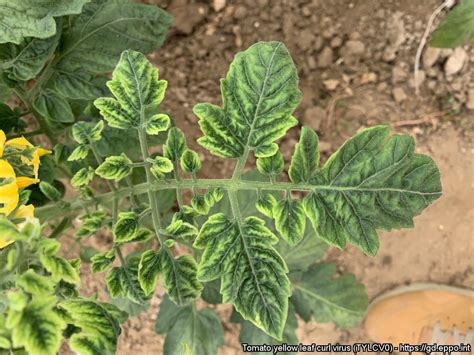 Tomato Pes Object Detection Dataset By Test