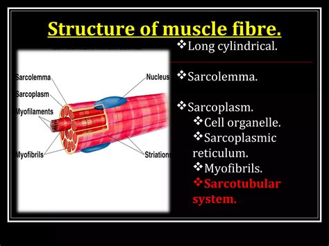 Sarcotubular System Ppt