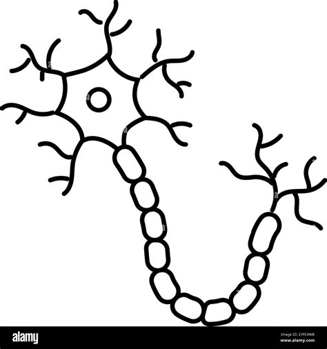 Neuron Structure Neuroscience Neurology Line Icon Vector Illustration Stock Vector Image And Art