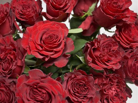 무료 이미지 꽃잎 장미 꽃 빨간 담홍색 붉은 장미 꽃들 플로리스트 리 플로리 분다 꽃 피는 식물 정원 장미 장미 가족 꽃다발 꽃을 자르다 플로랄