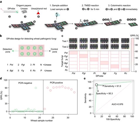 Multiplexed Visual Detection Of Fungal Pathogens A Integration Of Each Download Scientific
