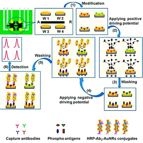 Multiplexed Electrochemical Immunoplatform For The Simultaneous Download Scientific Diagram
