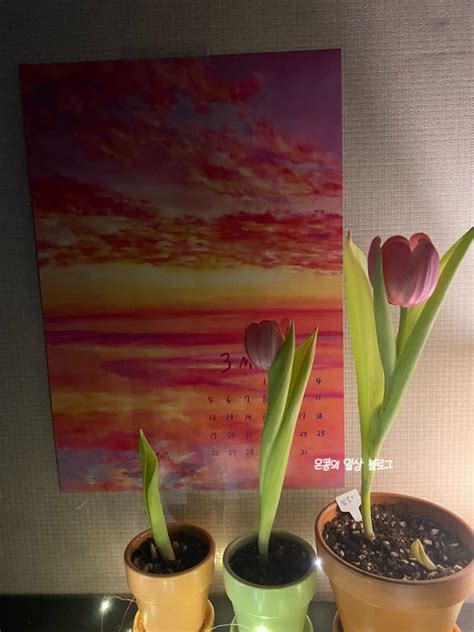 재배의정석 튤립구근 심기 과정부터 꽃 피우기까지 기록 네이버 블로그