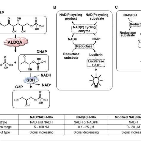 Schematic Illustrations Of Aldolase A Activity Assay A Nadnadh Glo