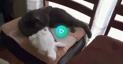 Master Of Disguise  On Imgur