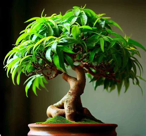 How To Grow Mango Bonsai Tree At Carmina Cox Blog