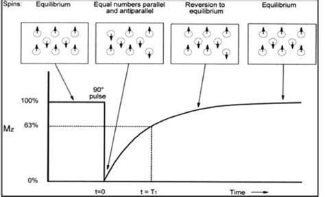 Exponential Recovery Of Magnetization Versus Longitudinal Relaxation