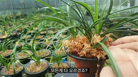 1147강 홍화 꽃봉오리 수태관리 요령 Youtube
