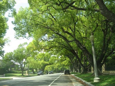 38 Tree Lined Streets Ideas In 2021 Tree Line Street Tree