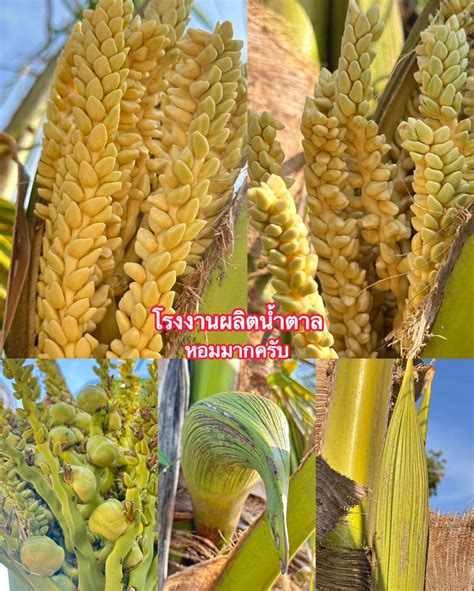 ดอกไม้เกือบทุกชนิดจะผลิตน้ำหวานนะ เห็ดป่า บูรณาการความรู้