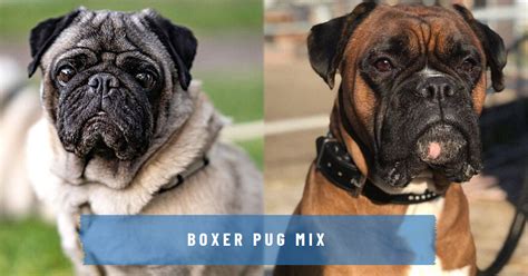 Boxer Pug Mix Power And Passion In One Dynamic Duo 2025 Boxer Pug Mix Power And Passion In One Dynamic Duo 2025