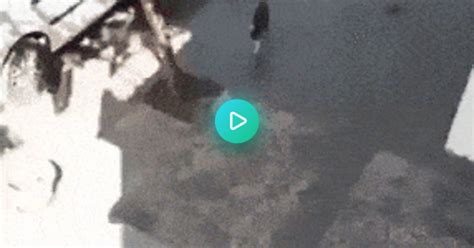 Cat Pick Up System Album On Imgur