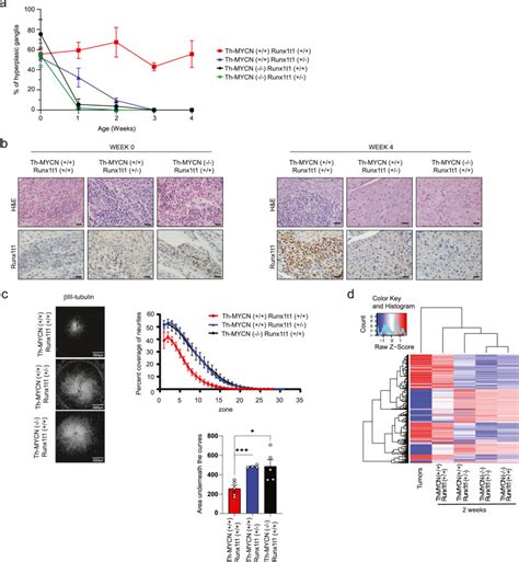 The Transcriptional Co Repressor Runx1t1 Is Essential For Mycn Driven The Transcriptional Co Repressor Runx1t1 Is Essential For Mycn Driven