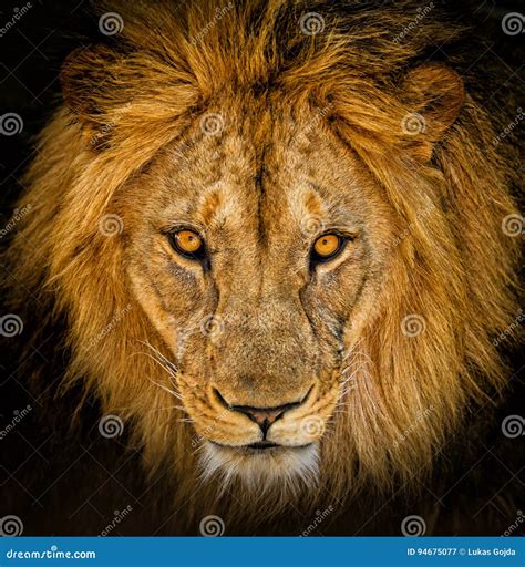Portrait Of A Male African Lion Stock Image Image Of Leader Camera