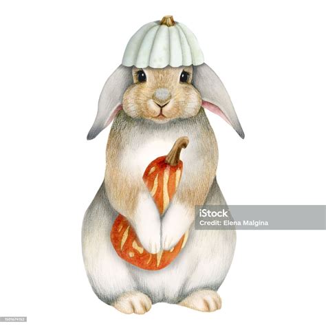 수채화 할로윈 토끼 토끼 모자를 들고 휴일 시즌 추수 감사절 카드 가을 디자인 오렌지 호박 그림 그림 수채화에 대한 스톡 벡터 아트 및 기타 이미지 Istock