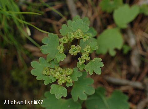肾叶金腰 Chrysosplenium Griffithii Nature Library