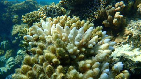 Polyp Stony Coral Finger Coral Acropora Humilis Undersea Red Sea Stock Image Image Of