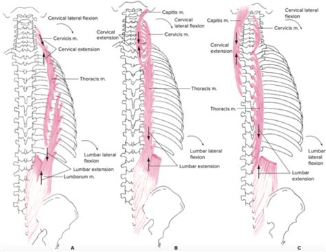 Spine And Abdomen Flashcards Quizlet