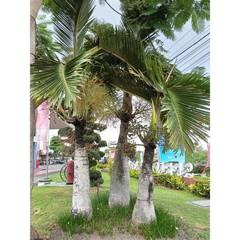 Jual Biji Palem Botol Isi 50 Biji Shopee Indonesia