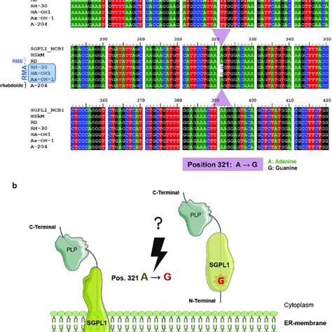 Sgpl1 Sequence Analysis A Nucleotide Sequence Alignment Of The Main Download Scientific