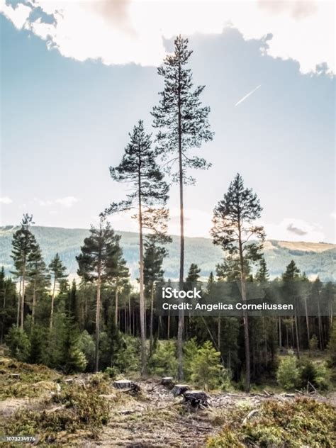 키 큰 전나무 나무와 자연적인 신선한 공기삼림 벌채와 보존의 개념의 많은 산 위에 광 야에서 건조 식물에 Cutted 나무 그 루터 기 조용한 침 엽 수 숲의 농촌 풍경