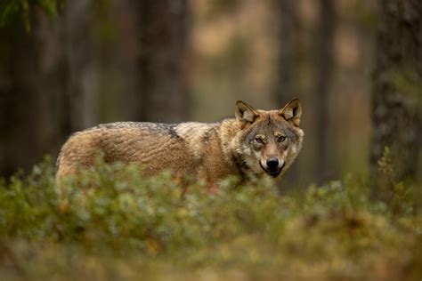 Wild Wolves Danny Green Photography