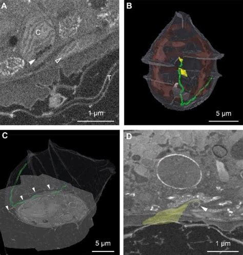 Microscopy Preprints Applications In Cell And Developmental Biology FocalPlane
