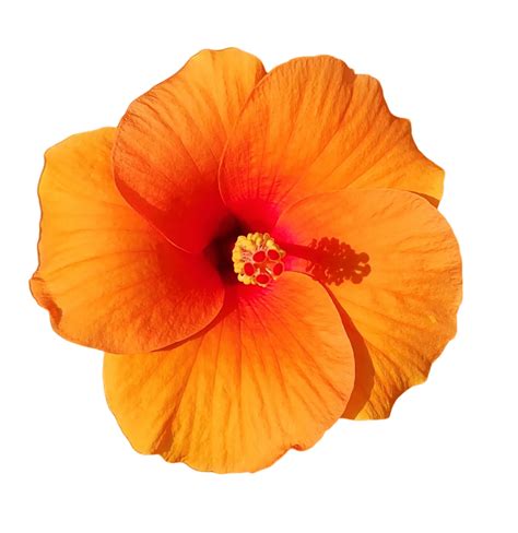 Orange Hibiscus Png Image