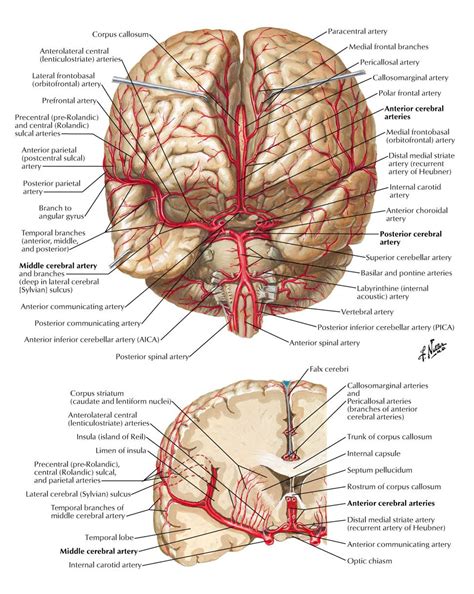 Ceres Science The Human Brain By Frank H Netter Md