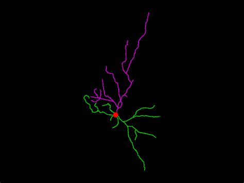 Detailed Cell Information M196section2image1rfpneuron1trace