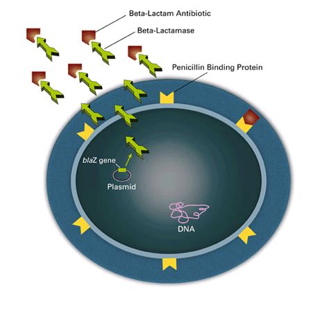 Cross Reactivity Of Beta Lactam Antibiotics