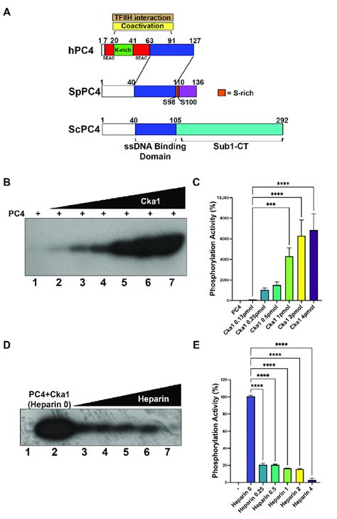 Fission Yeast Cka1 Phosphorylates Fission Yeast Pc4 A Schematic