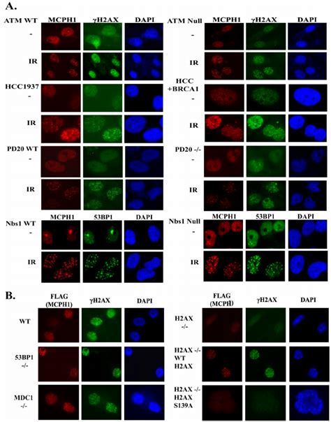 Mcph1 Foci Formation Depends On H2ax But Not On Atm Nbs1 Fancd2
