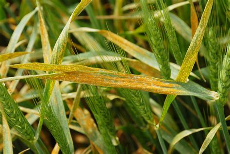 Know The Conditions For Rust In Wheat Syngenta Know More Grow More