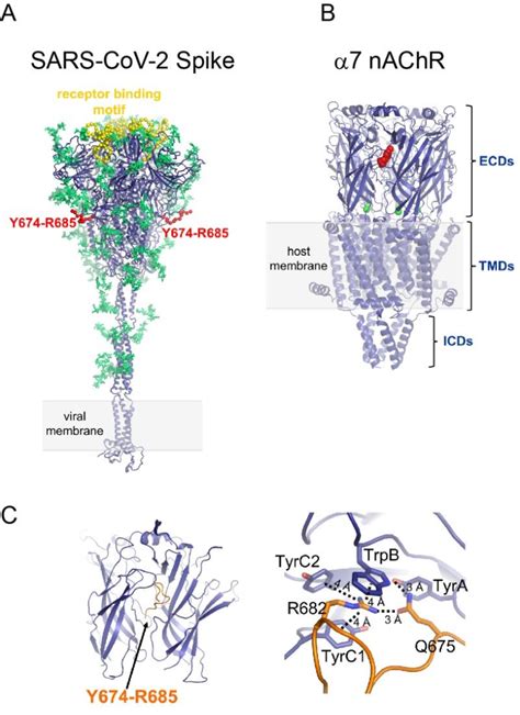 Three Dimensional Structures Of The Sars Cov 2 S Protein And The Human Download Scientific