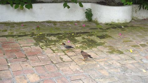 Esp32 Cam With Python Opencv Yolo V3 For Object Detection And Identification