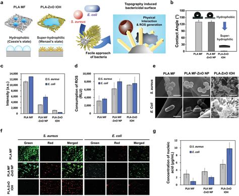 Bactericidal Properties Of Pla‐zno Ioh A Schematic Illustration Of Download Scientific