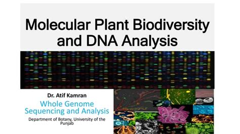 Dna And Rna Quantification By Spectrophotometer Pptx