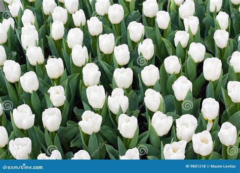 Tulipanes Blancos En Los Jardines De Keukenhoff Foto De Archivo
