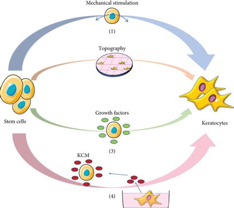 current strategies for directing stem cells into keratocytes 1